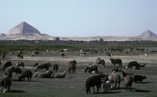 Pyramids and Protein|AERA